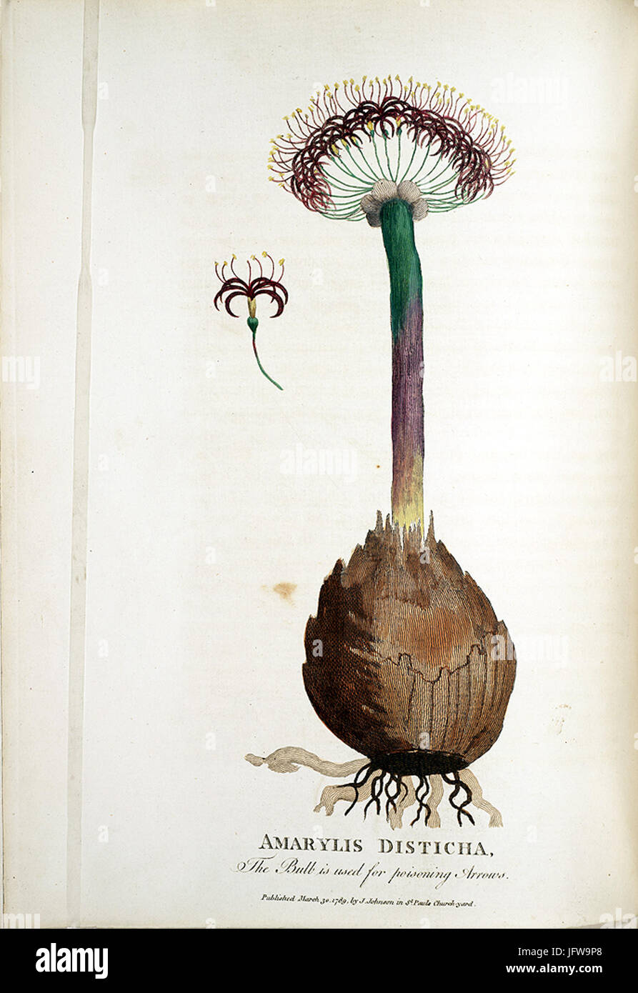 Boophone hi-res stock photography and images - Alamy