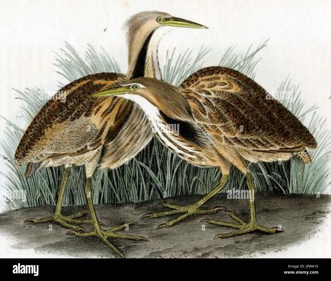 Botaurus lentiginosus 28Audubon29 Stock Photo - Alamy