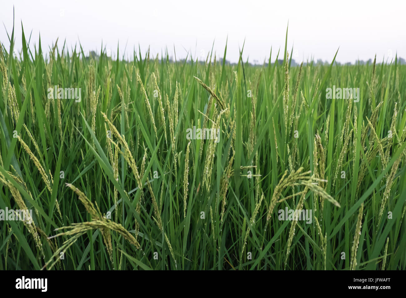 close up rice field paddy field rice natural background Stock Photo - Alamy