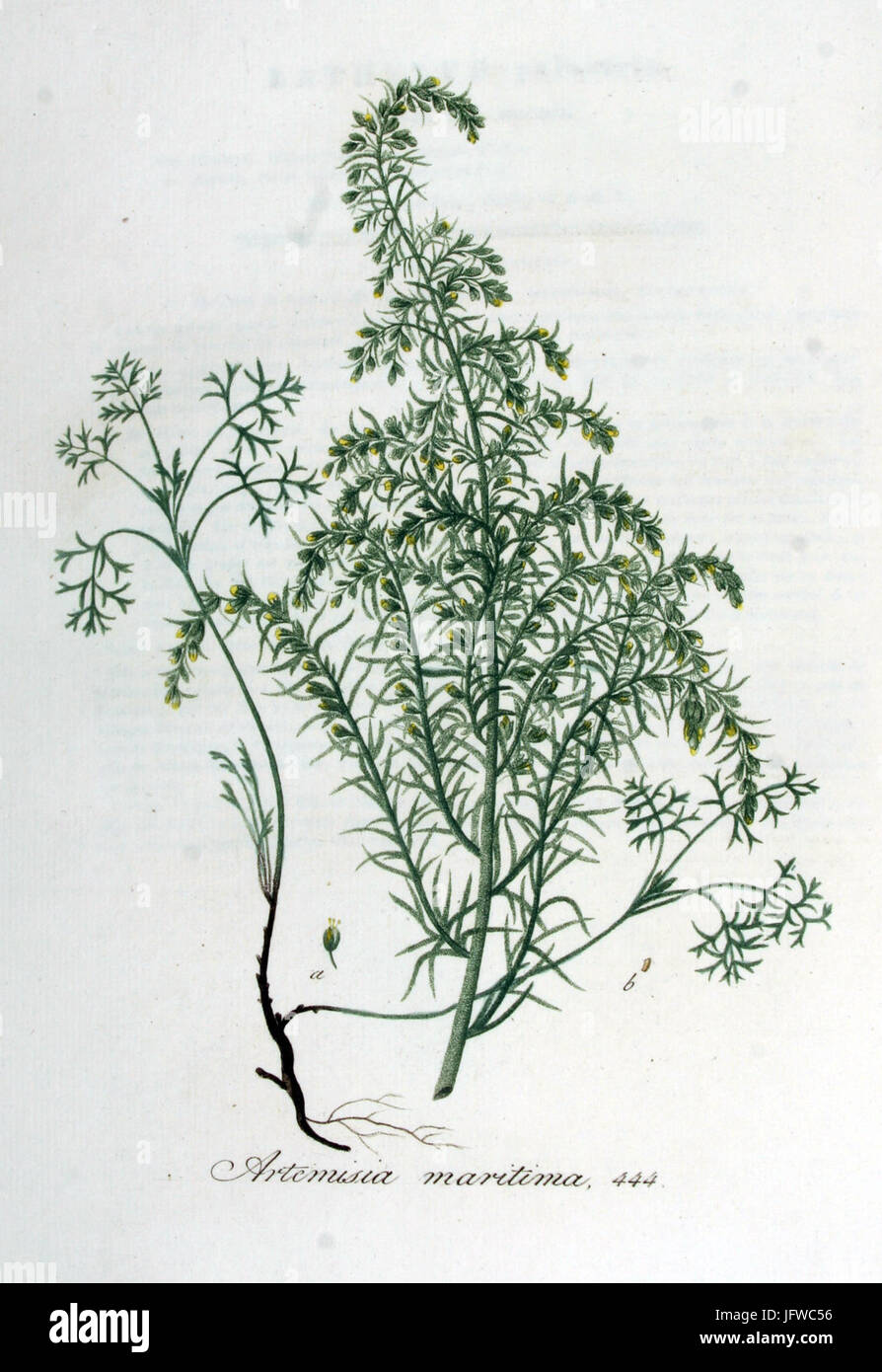 Artemisia maritima drawing hi-res stock photography and images - Alamy