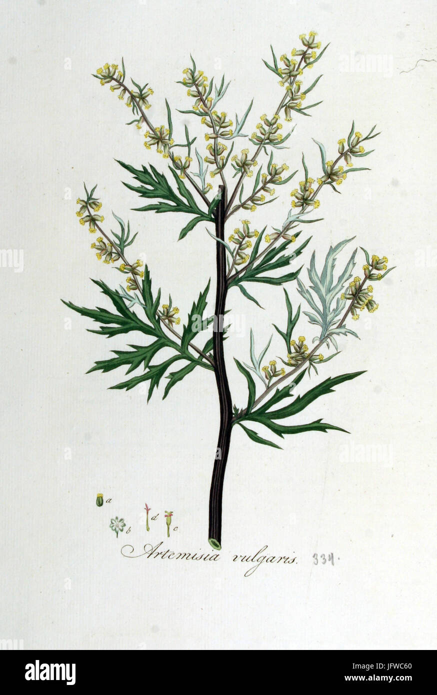 Artemisia vulgaris Flora Batava Volume v5 Stock Photo - Alamy