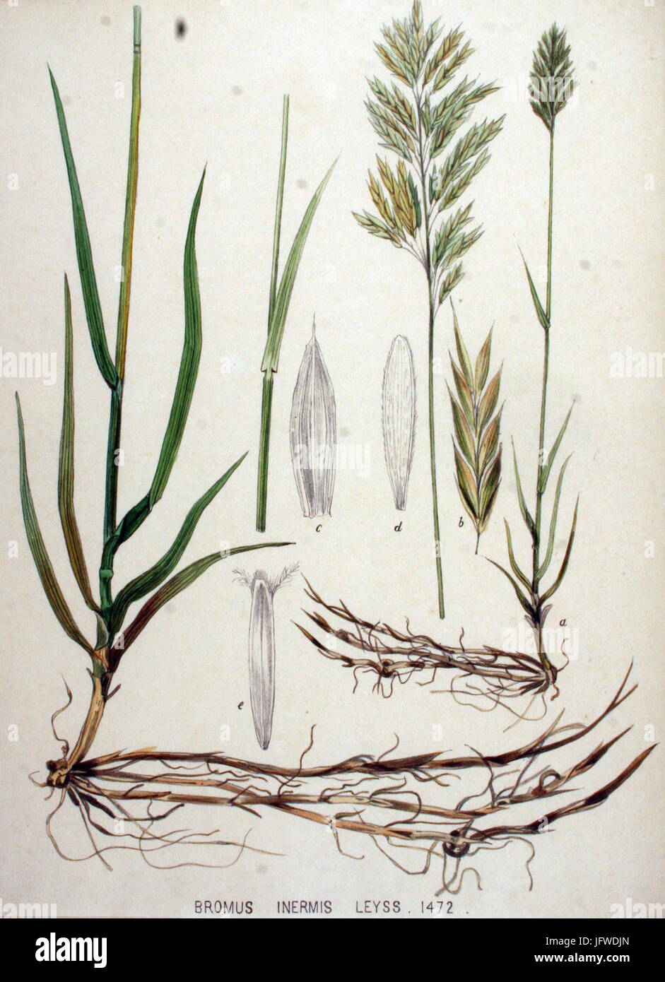 Bromus inermis hi-res stock photography and images - Alamy