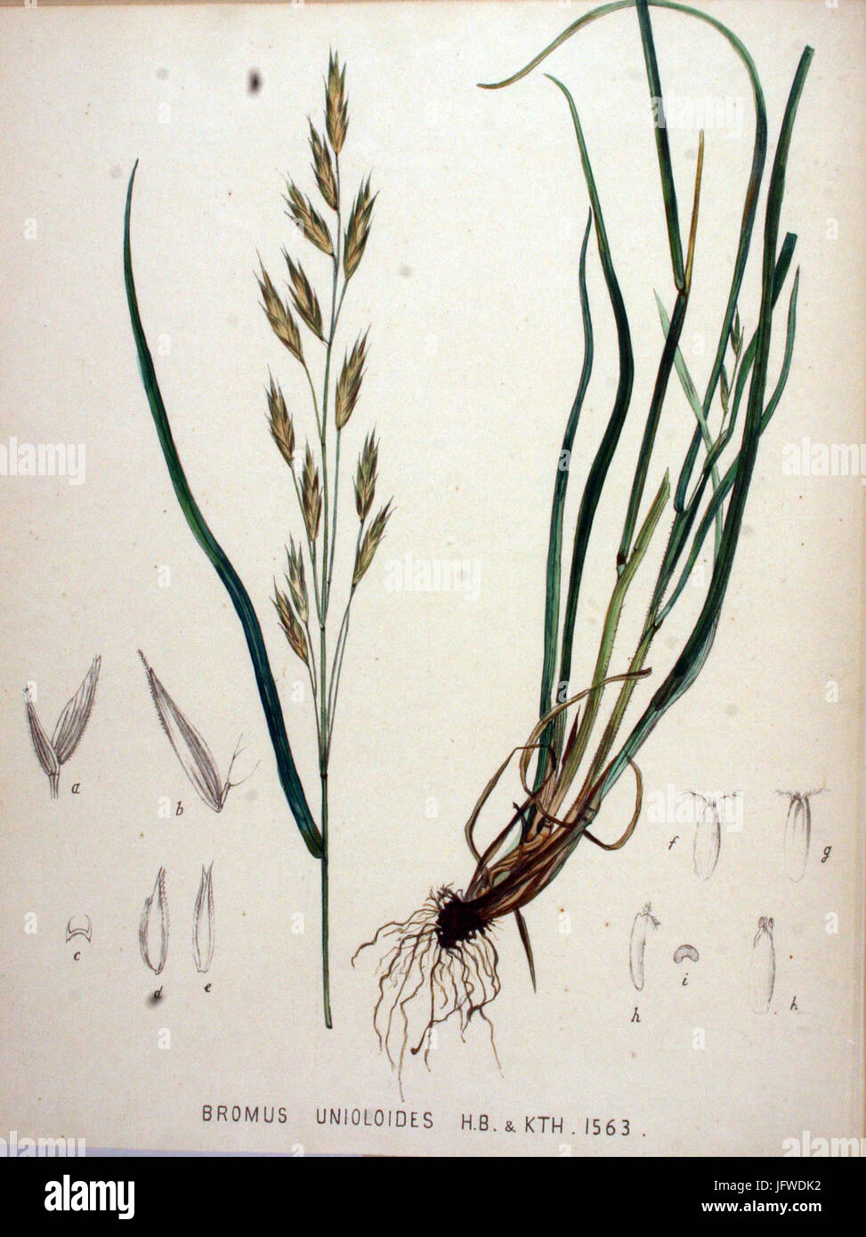Bromus unioloides Flora Batava Volume v20 Stock Photo - Alamy