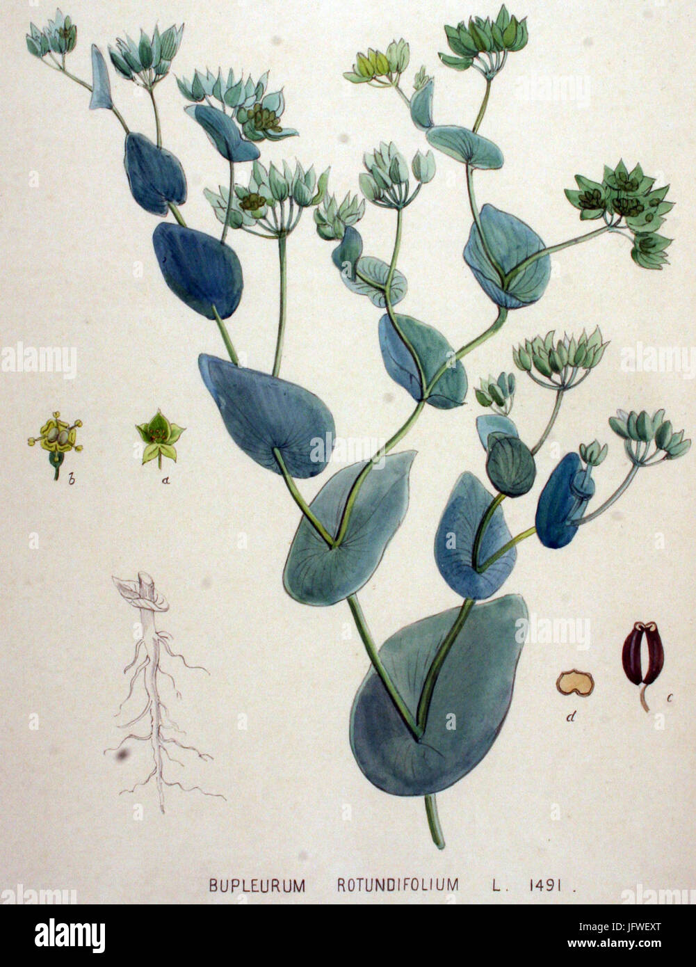 Bupleurum rotundifolium hi-res stock photography and images - Alamy