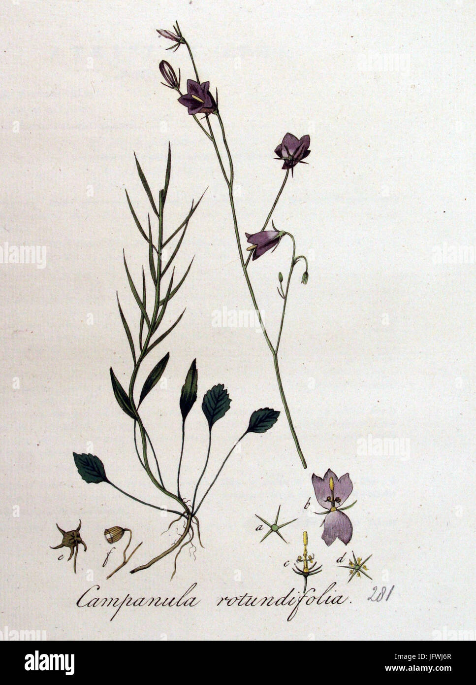Campanula rotundifolia Flora Batava Volume v4 Stock Photo - Alamy