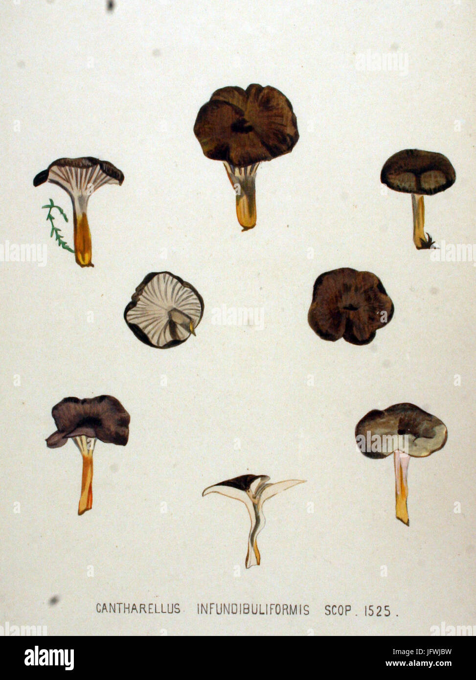 Cantharellus infundibuliformis Flora Batava Volume v20 Stock Photo - Alamy