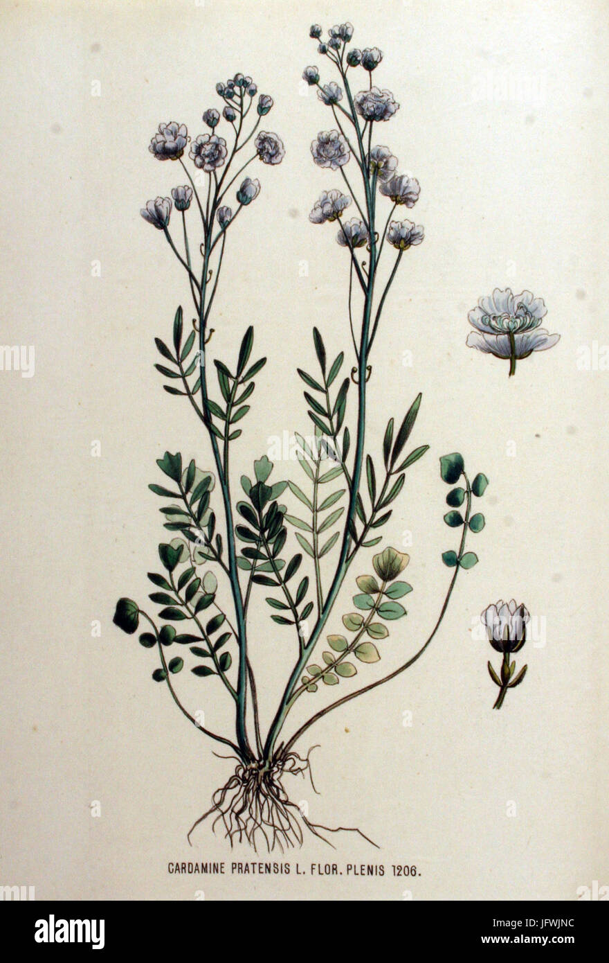 Cardamine pratensis illustration hi-res stock photography and images ...