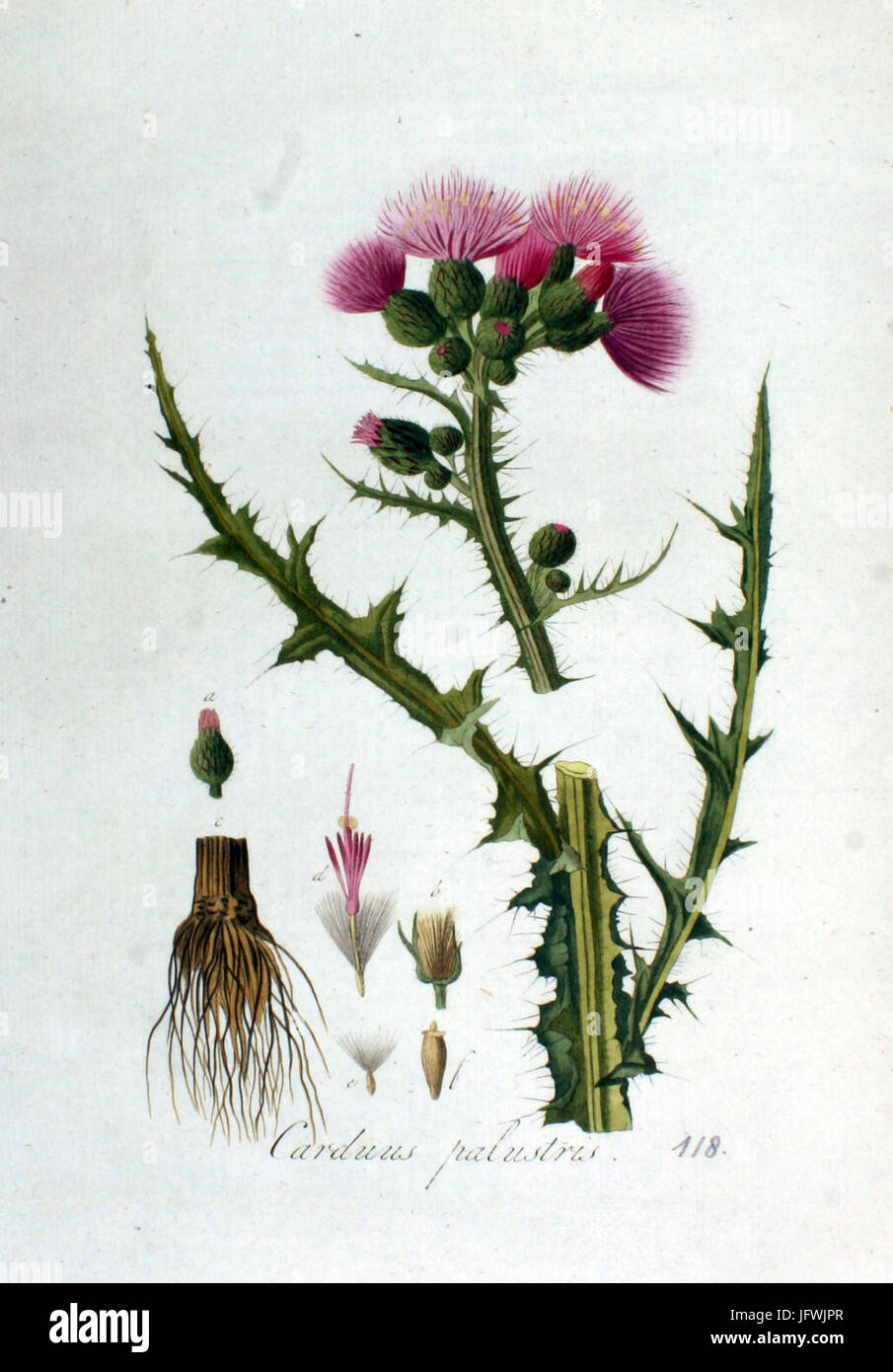 šarduus palustris Flora Batava Volume v2 Stock Photo - Alamy