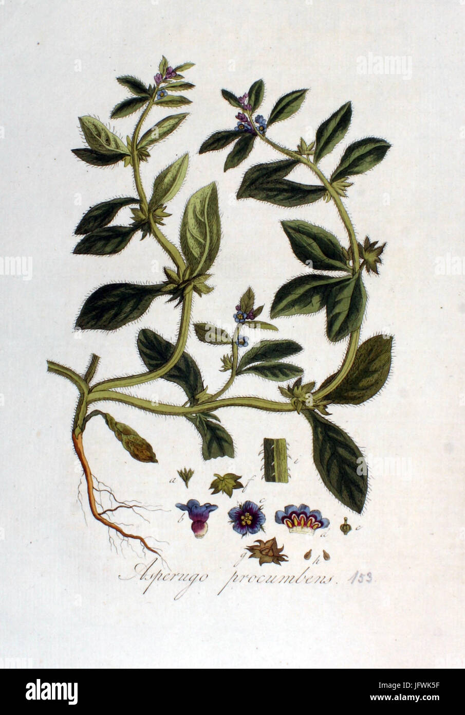 Asperugo procumbens hi-res stock photography and images - Alamy