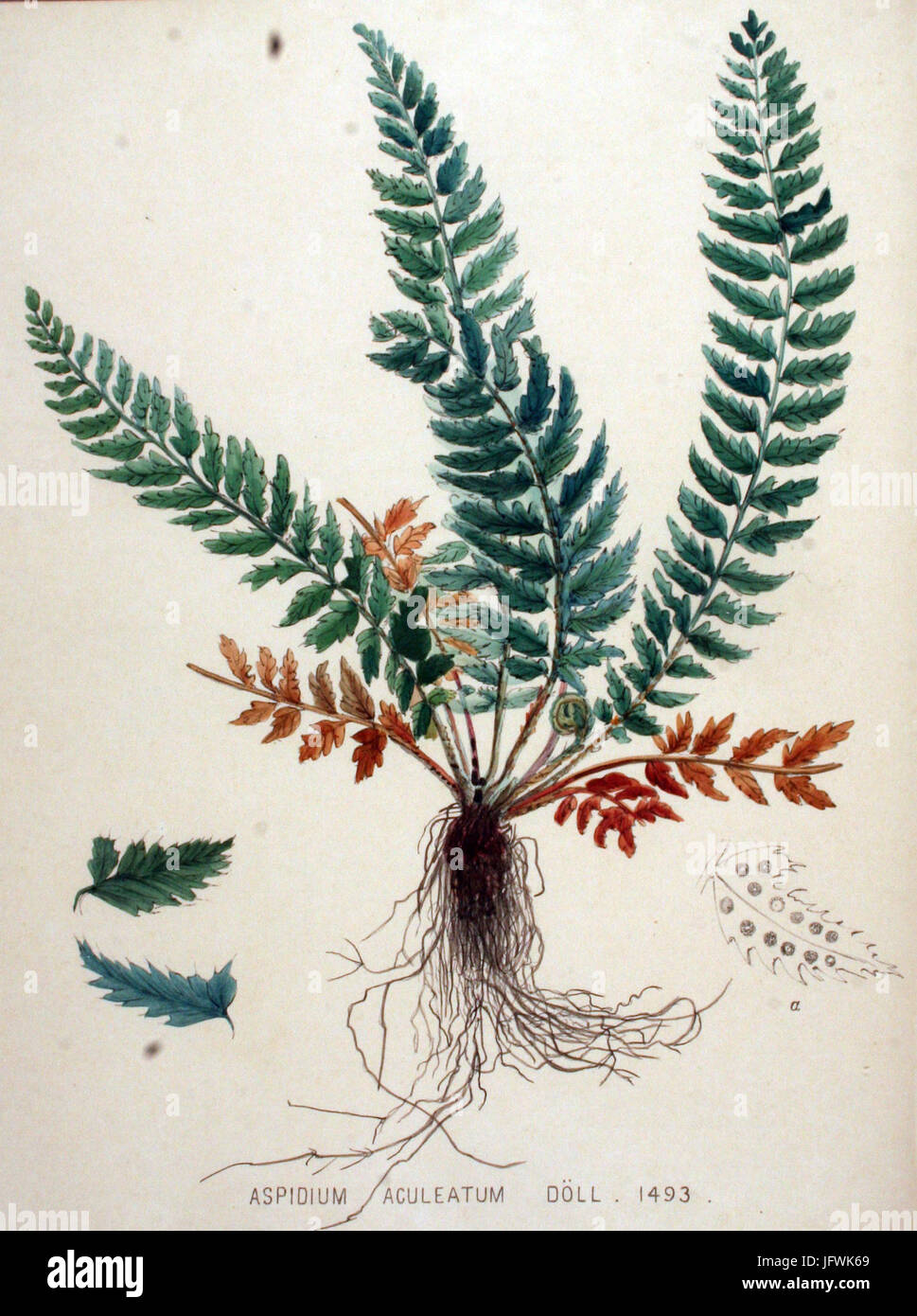 Aspidium aculeatum Flora Batava Volume v19 Stock Photo - Alamy