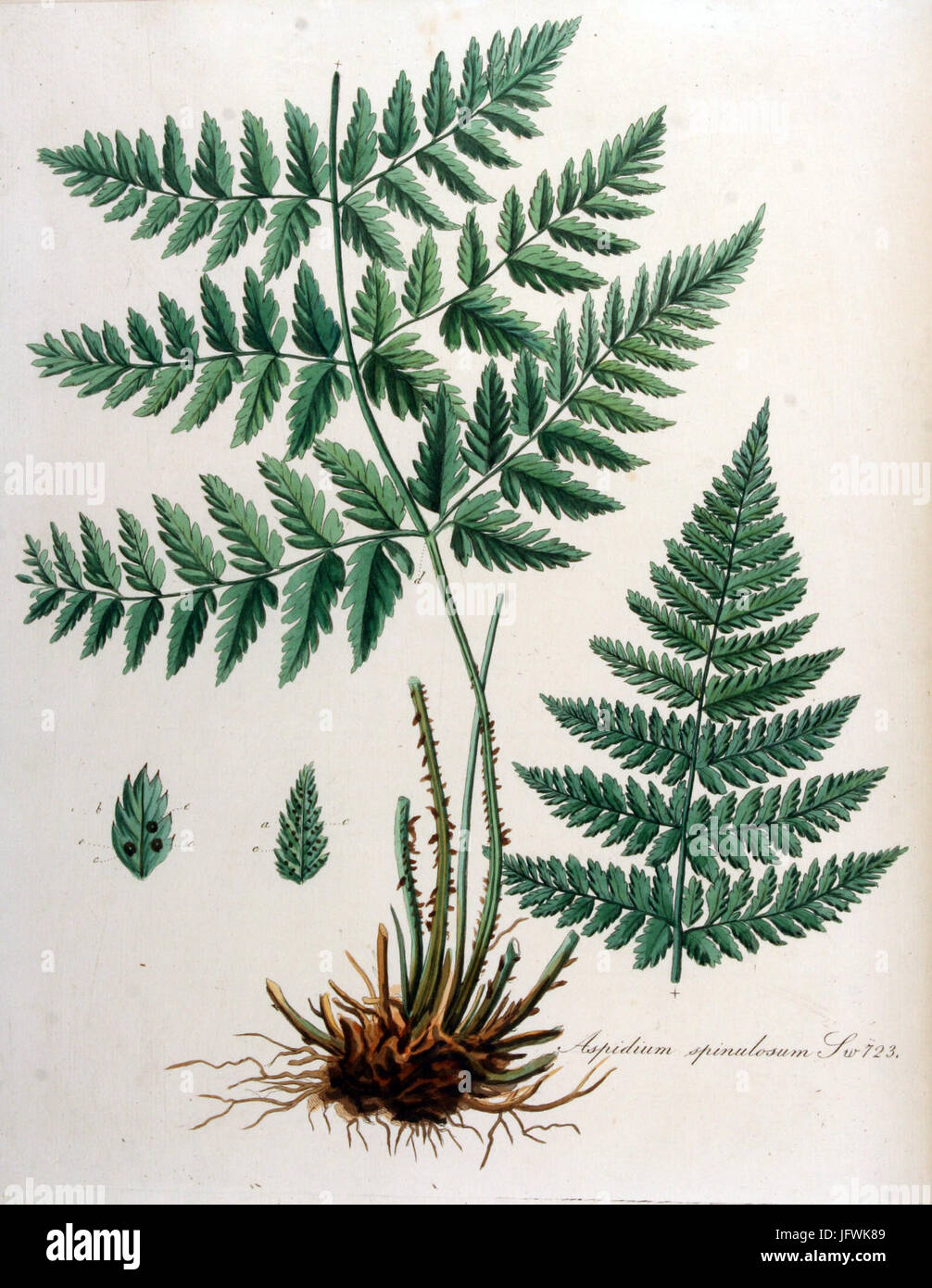 Aspidium spinulosum Flora Batava Volume v10 Stock Photo - Alamy