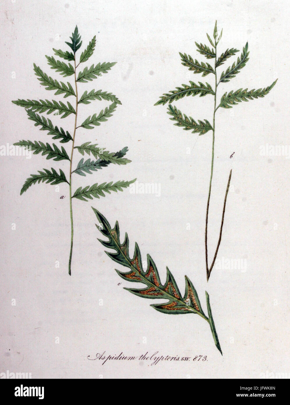 Aspidium thelypteris Flora Batava Volume v11 Stock Photo - Alamy