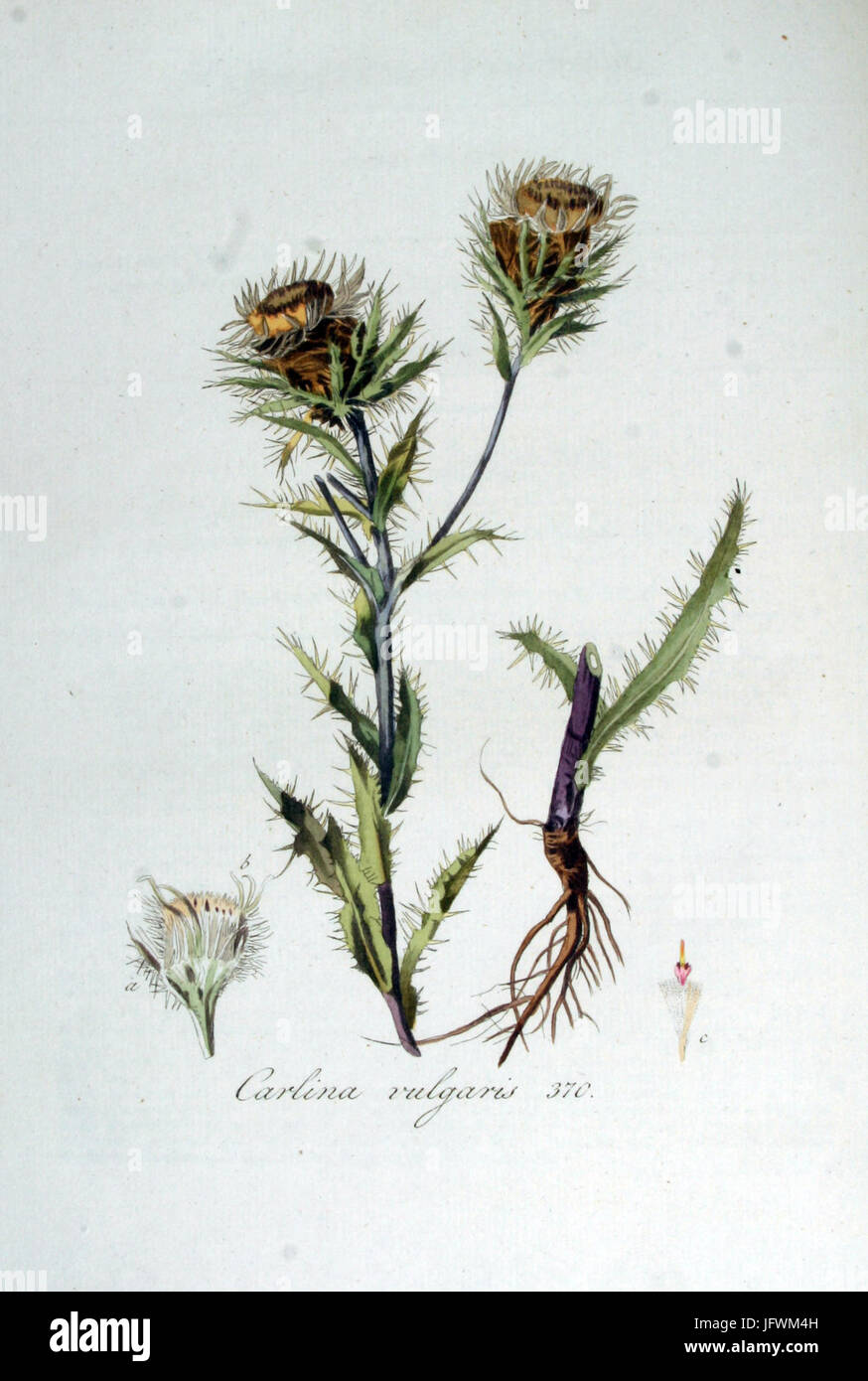 Carlina vulgaris Flora Batava Volume v5 Stock Photo - Alamy