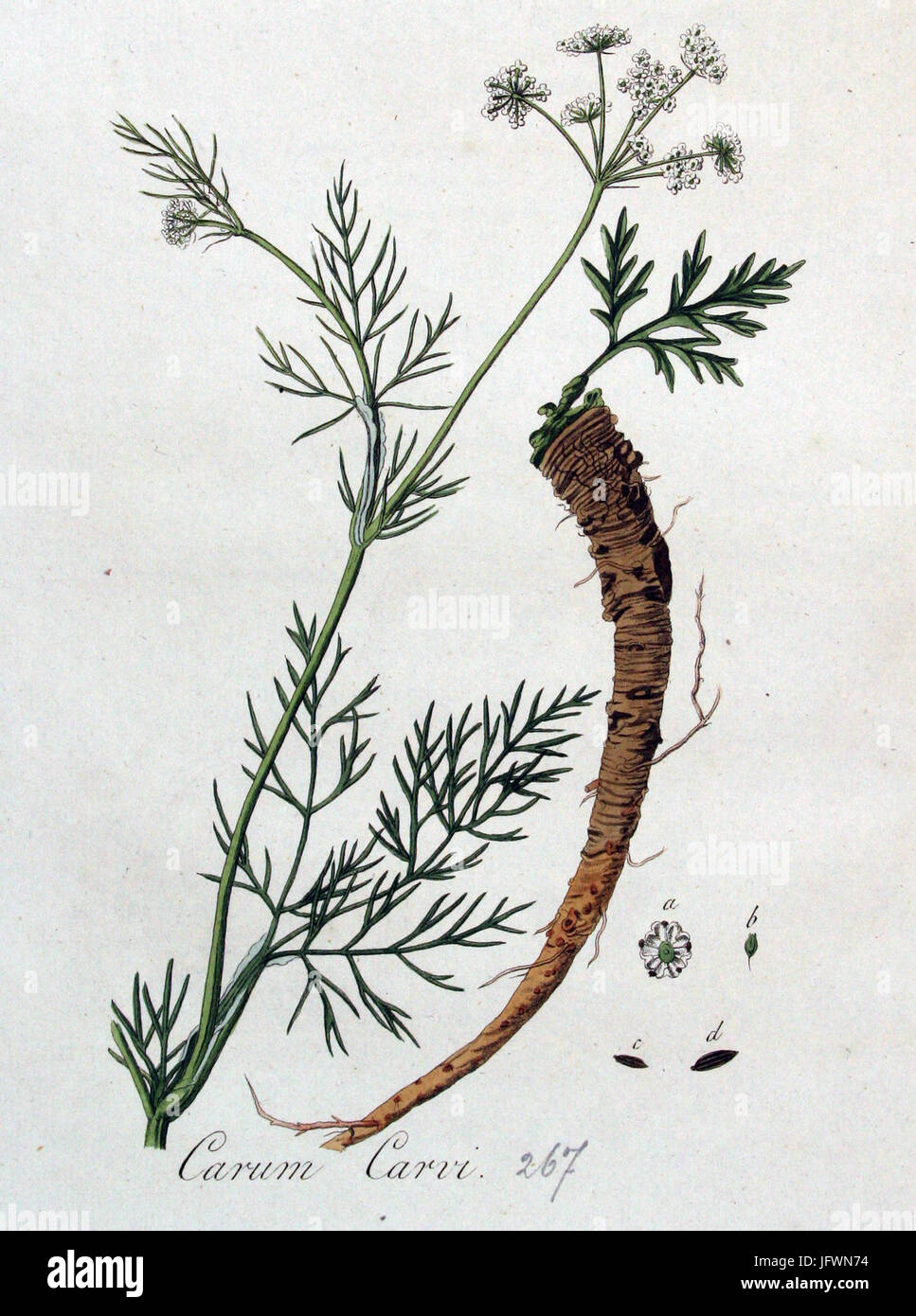 Medicinal plant caraway hi-res stock photography and images - Alamy