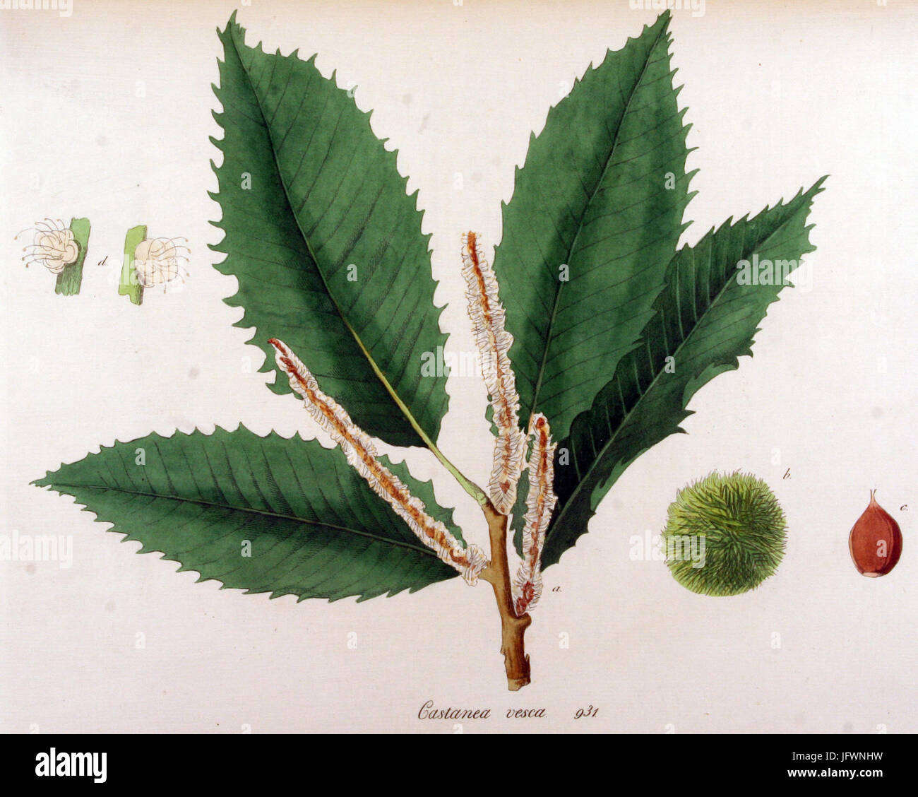 Castanea vesca Flora Batava Volume v12 Stock Photo - Alamy
