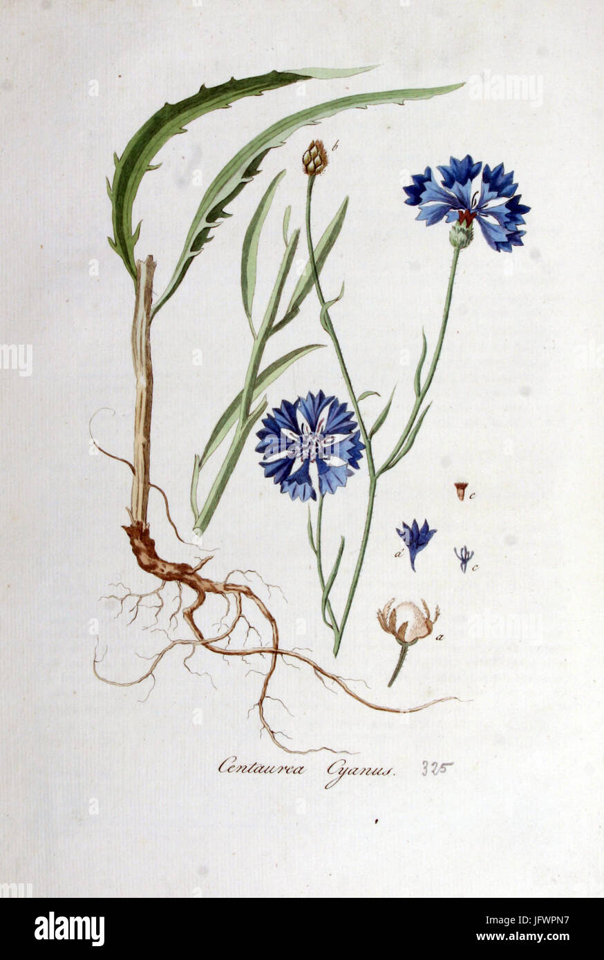 Centaurea cyanus illustration hi-res stock photography and images - Alamy