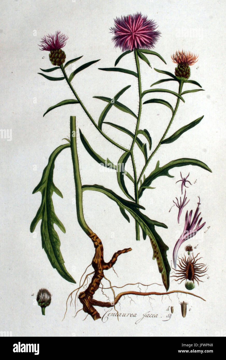 šentaurea jacea Flora Batava Volume v1 Stock Photo - Alamy