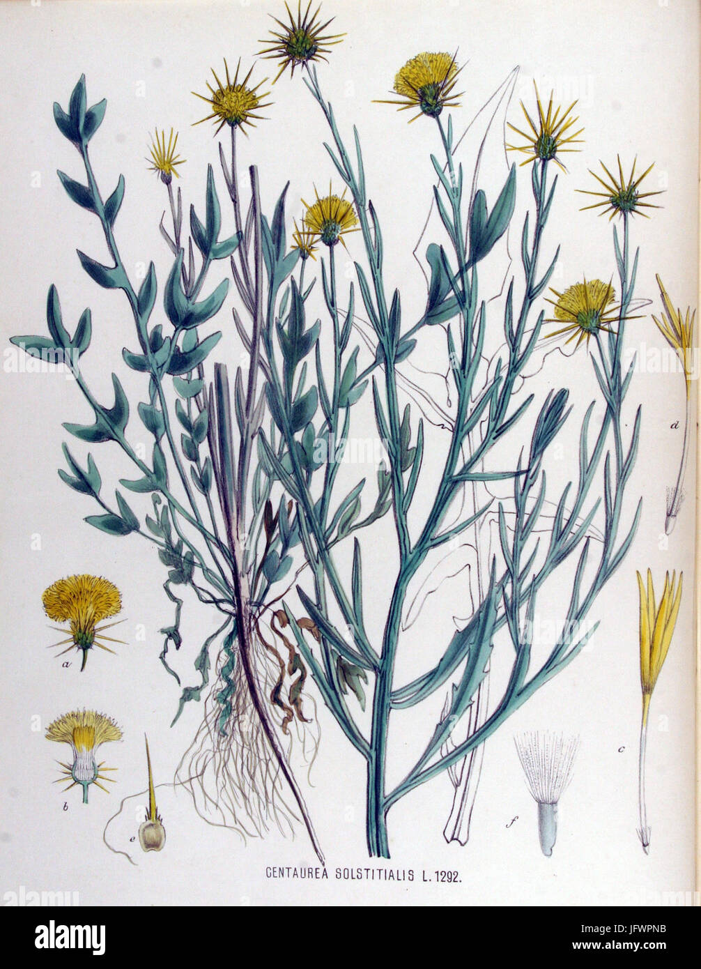 Centaurea solstitialis botanical illustration hi-res stock photography ...