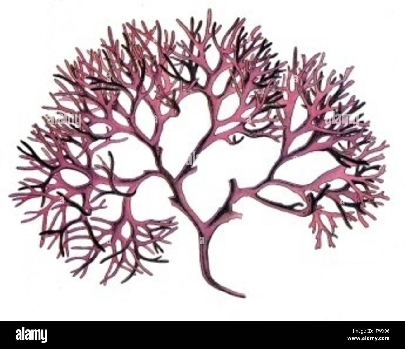 Chondrus crispus - Köhler-s Medizinal-Pflanzen-034 cropped Stock Photo ...