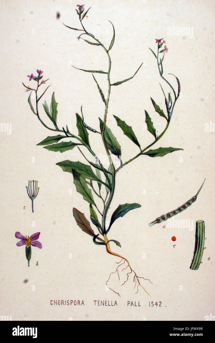 Chorispora tenella Flora Batava Volume v20 Stock Photo - Alamy