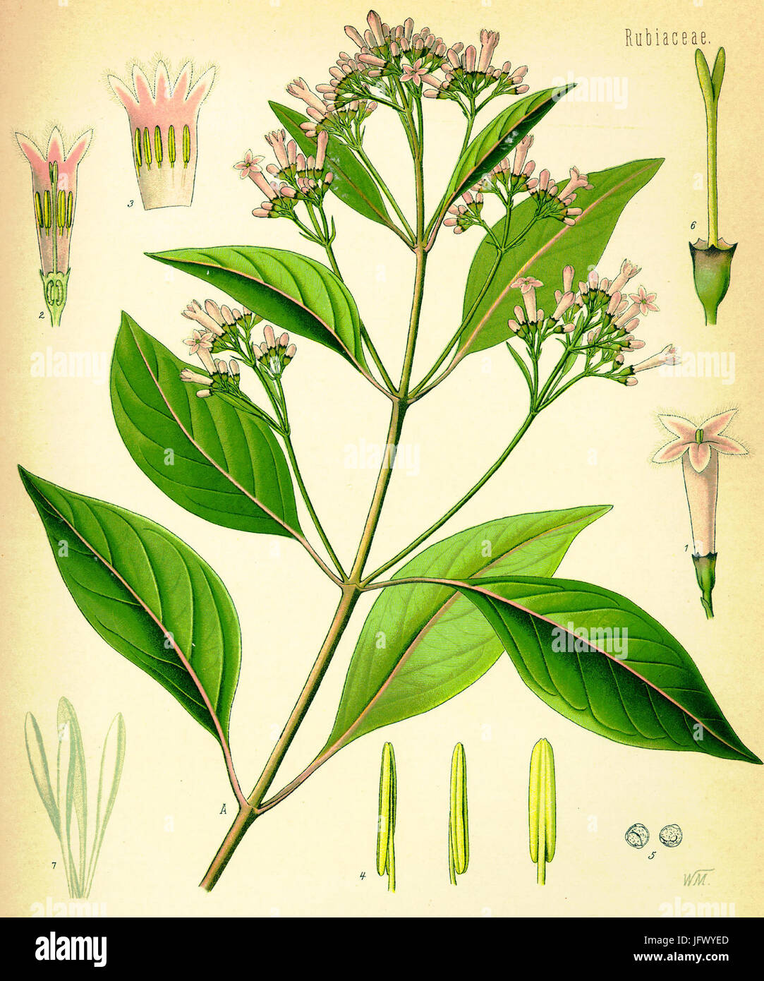 Cinchona officinalis hi-res stock photography and images - Alamy