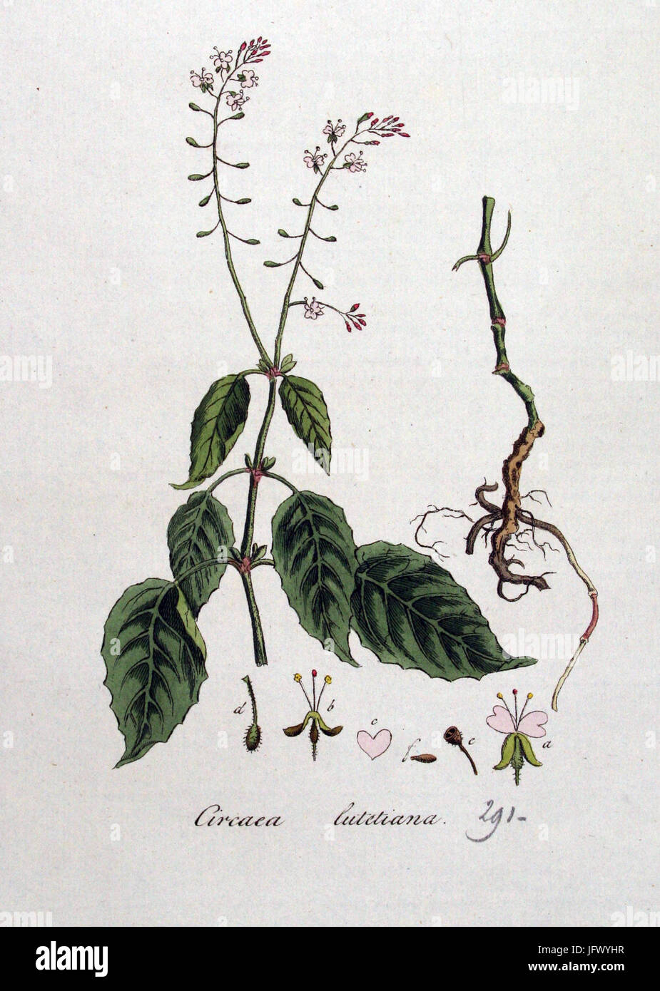 Circaea lutetiana Flora Batava Volume v4 Stock Photo - Alamy