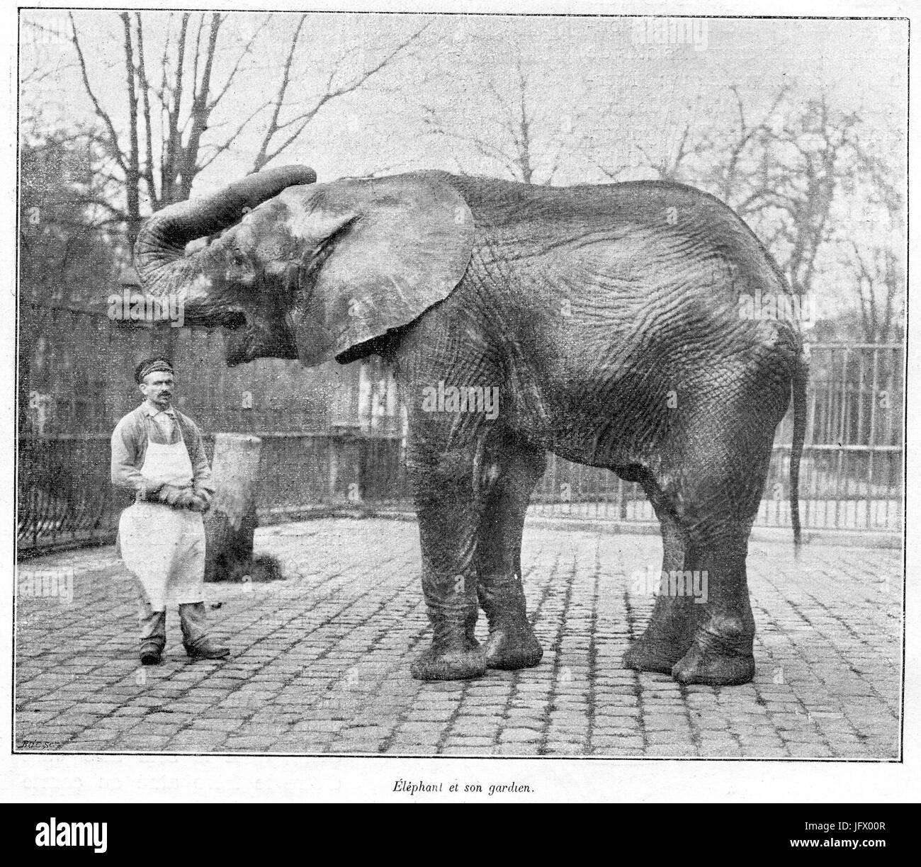 Paris 1800's elephant hi-res stock photography and images - Alamy