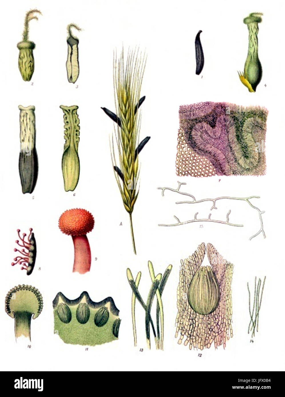Claviceps purpurea - Köhler-s Medizinal-Pflanzen-185 Stock Photo - Alamy