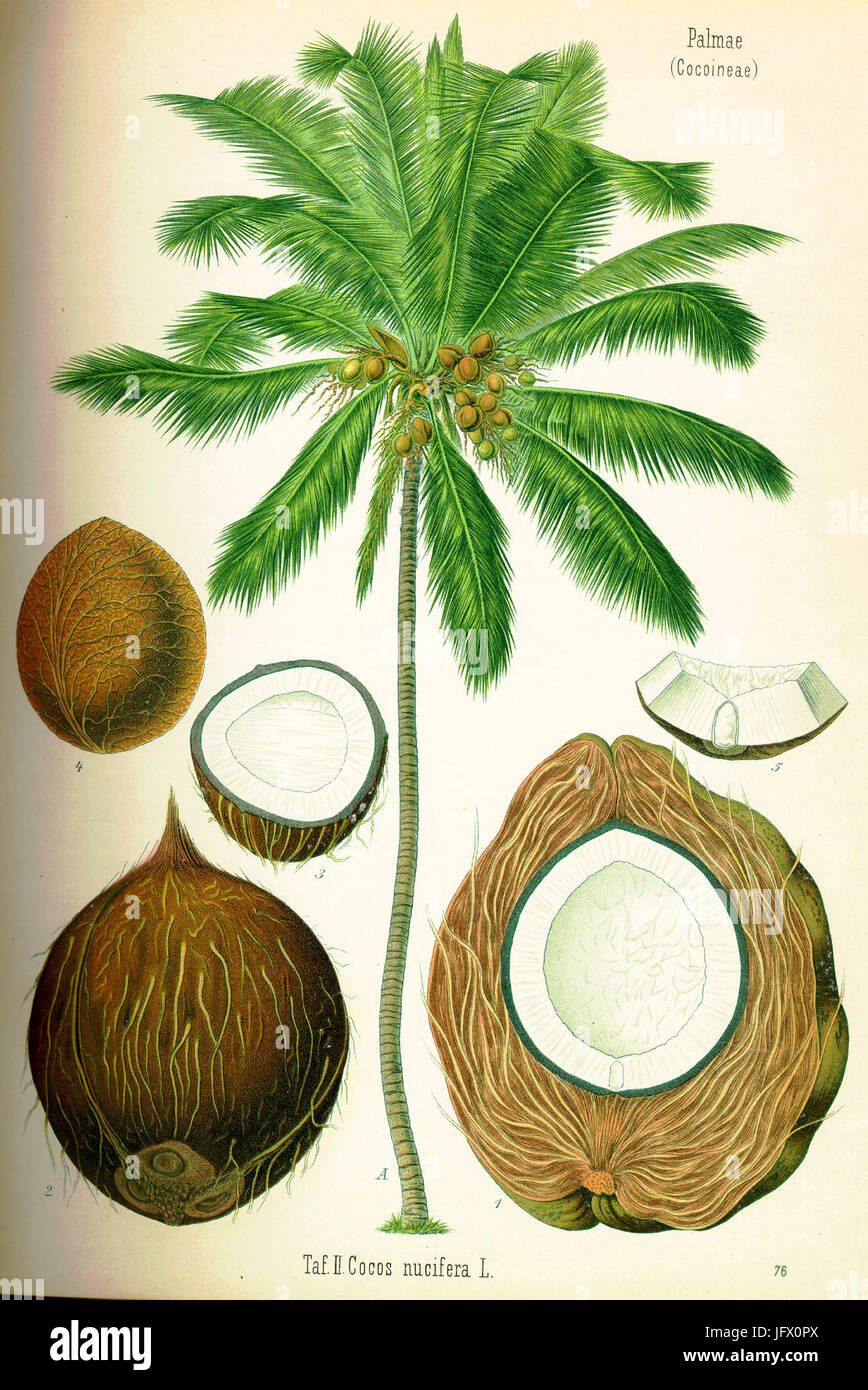Cocos nucifera illustration hi-res stock photography and images - Alamy
