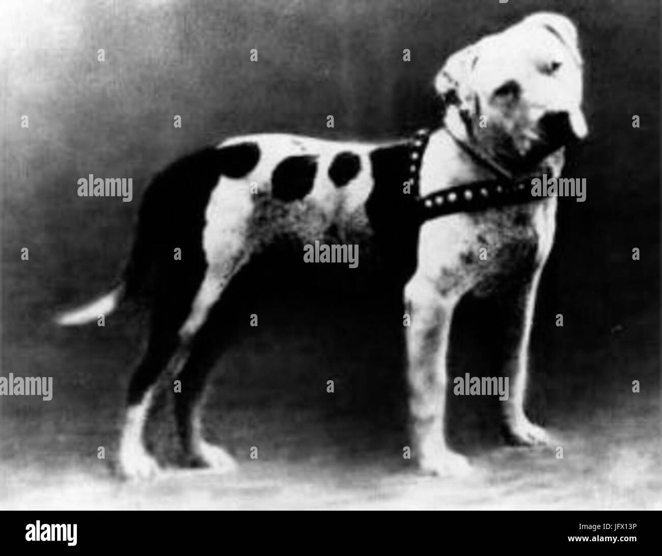 Colby s Pincher The greatest fighting dog that ever lived Stock Photo ...