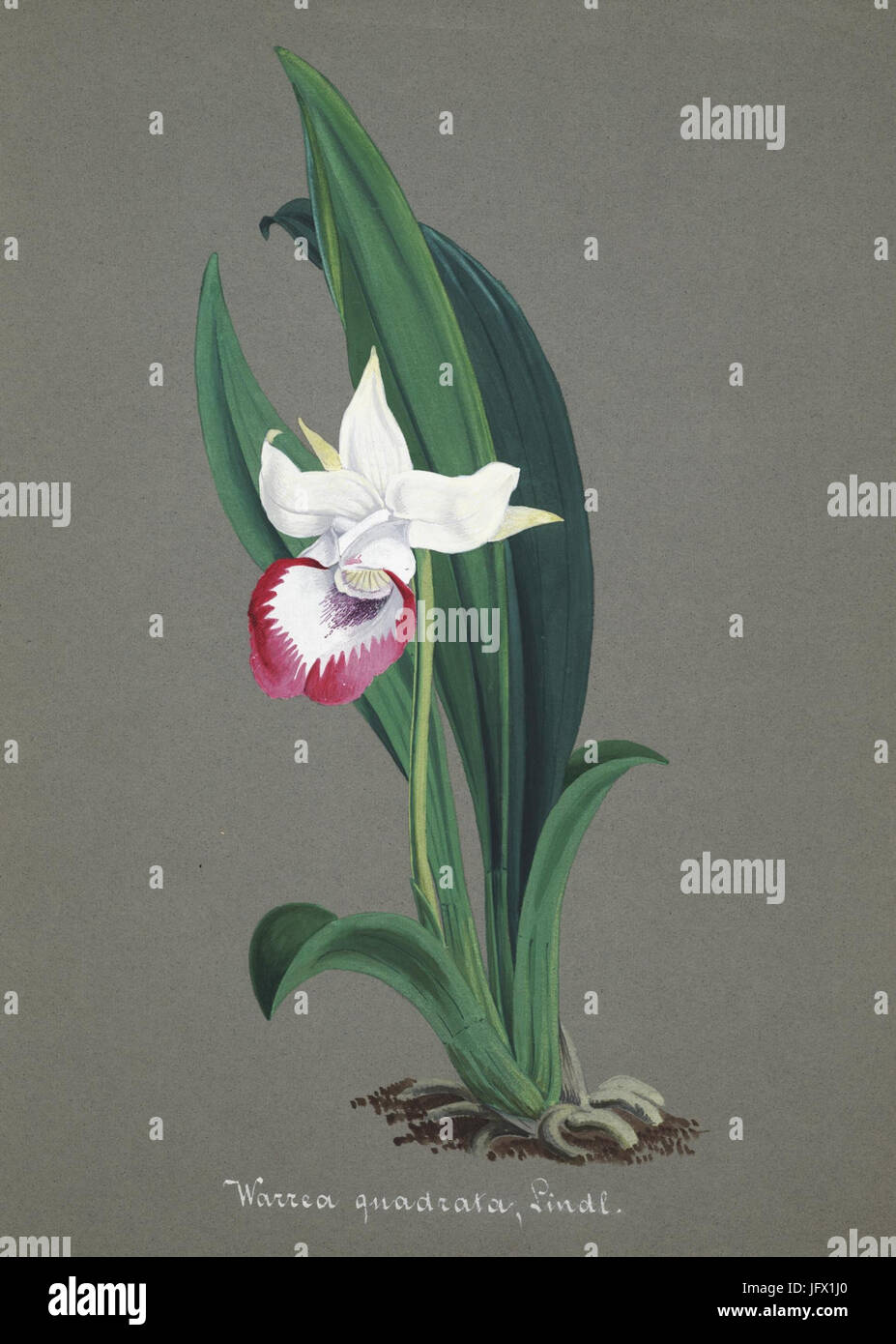 Peter h raven library orchidaceae orchidaceae in art pictorial works hi ...