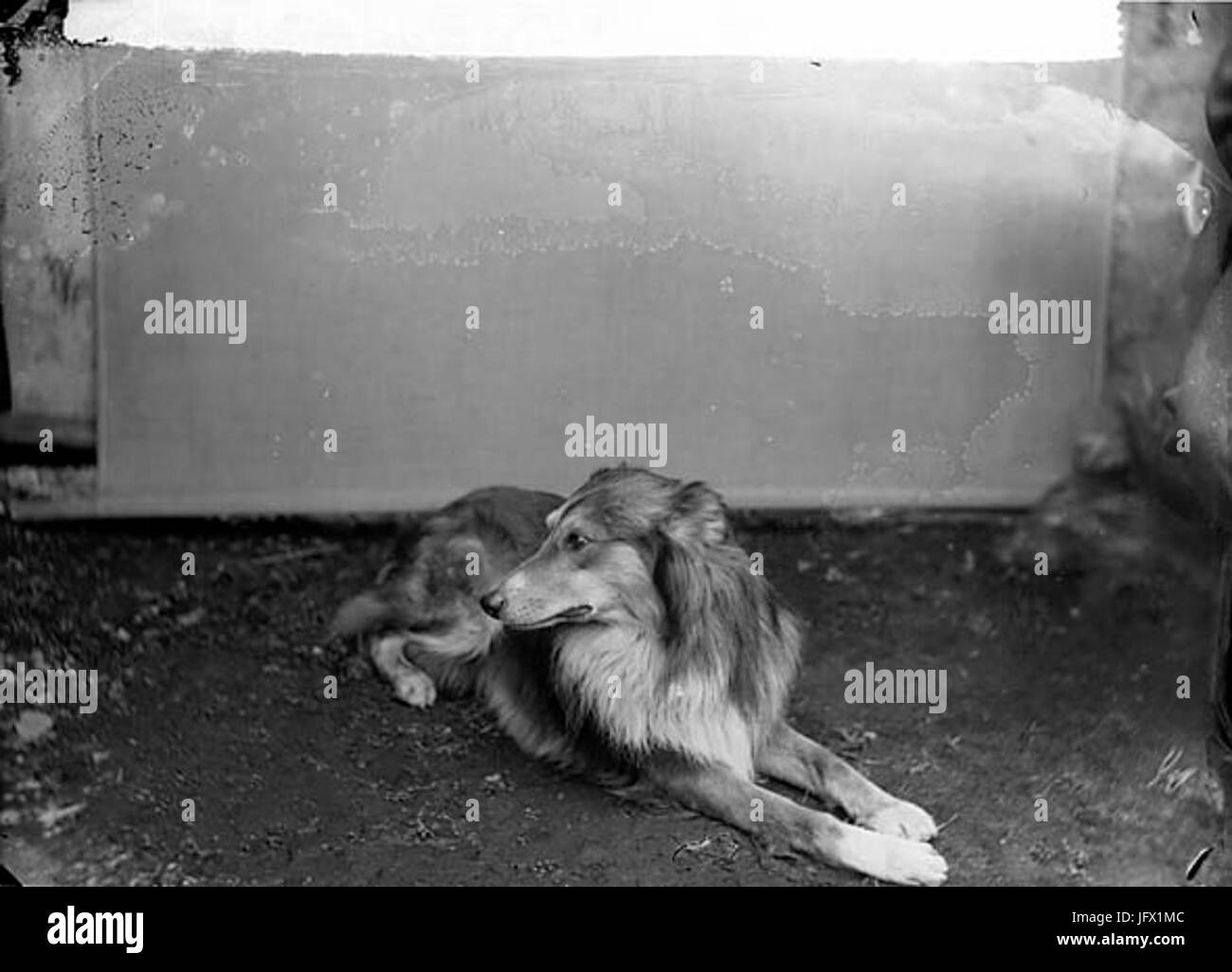 Map of collie hi-res stock photography and images - Alamy