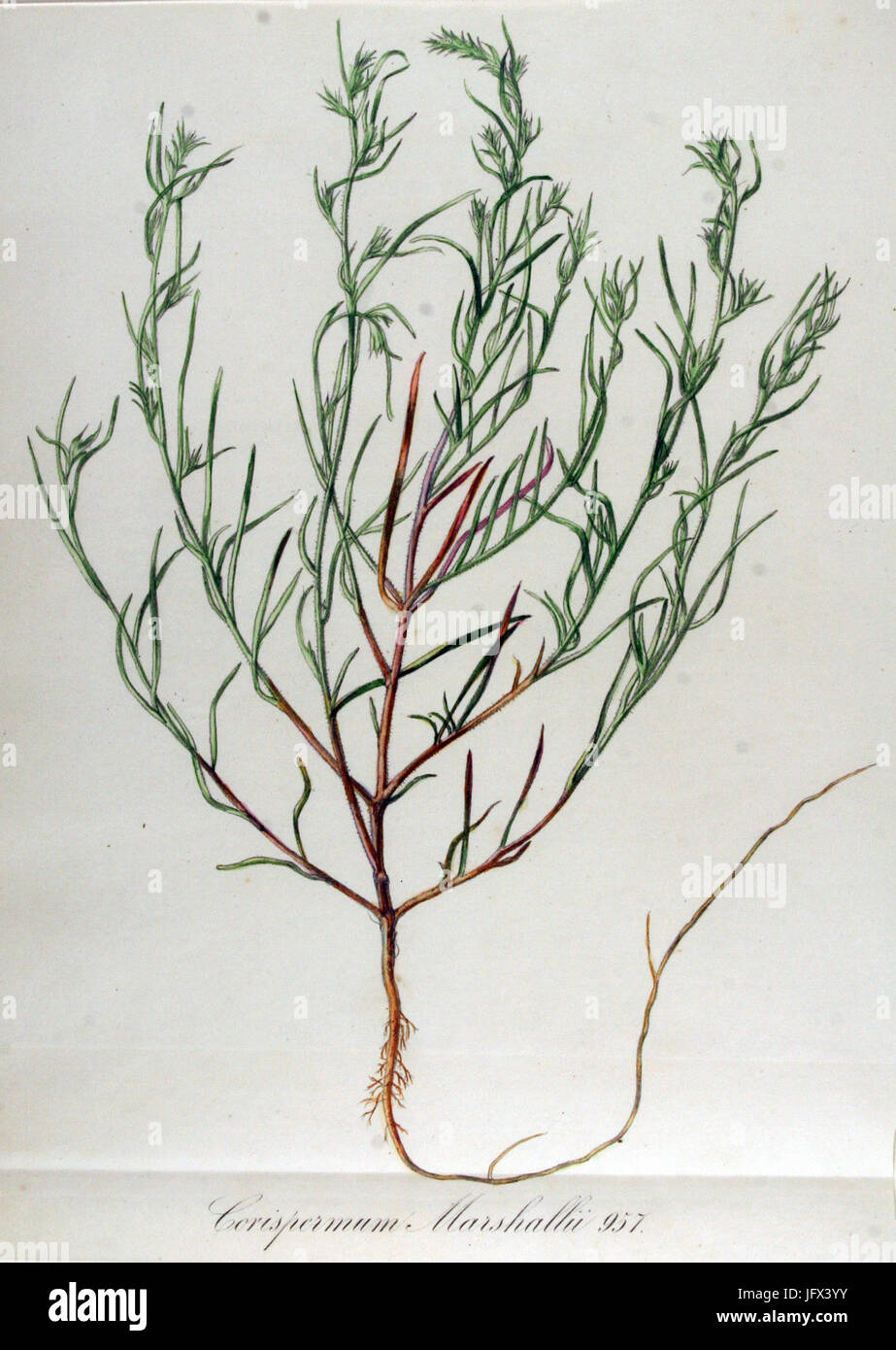 Corispermum marschallii Flora Batava Volume v12 Stock Photo - Alamy