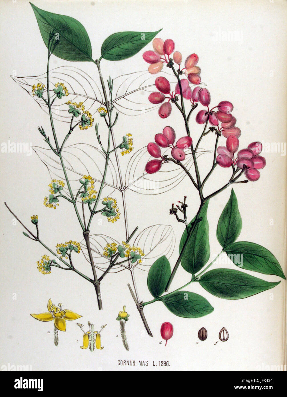 Cornus mas illustration hi-res stock photography and images - Alamy