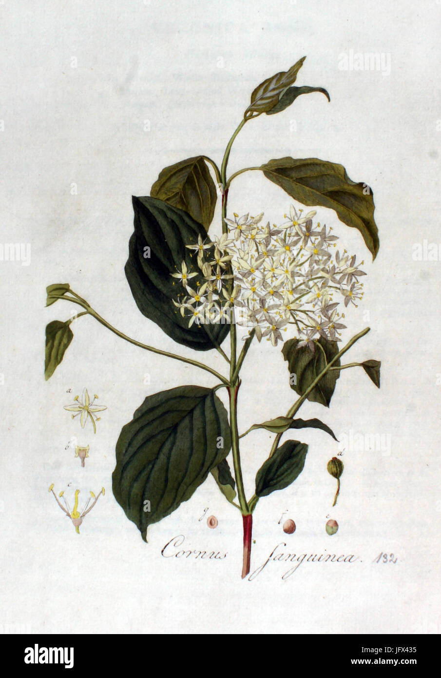 šornus sanguinea Flora Batava Volume v2 Stock Photo - Alamy
