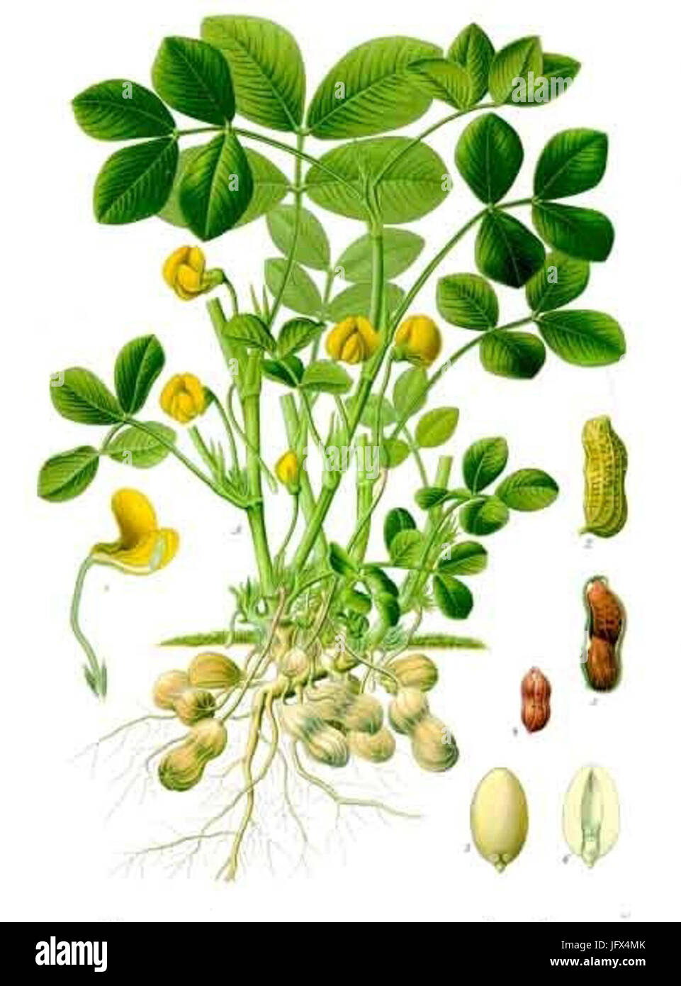 Arachis hypogaea - Köhler-s Medizinal-Pflanzen-163 Stock Photo - Alamy