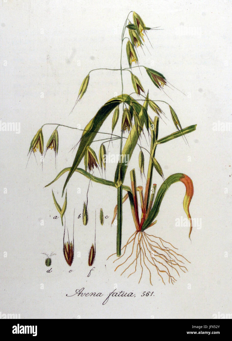 Avena fatua Flora Batava Volume v8 Stock Photo - Alamy