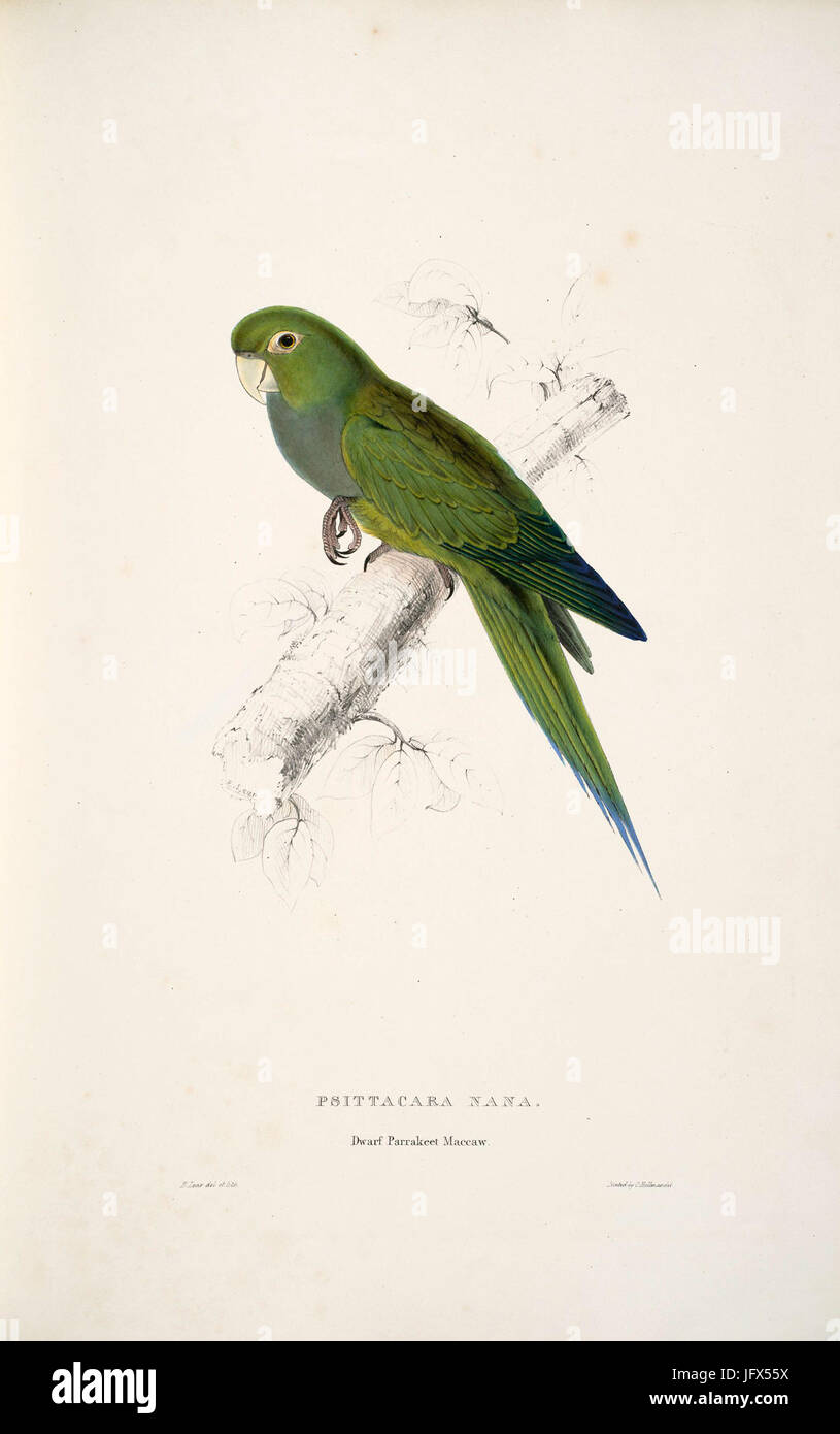 Aratinga nana -Psittacara nana Dwarf Parrakeet Maccaw -by Edward Lear ...