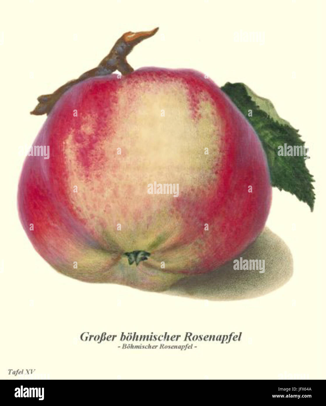 Rosenapfel hi-res stock photography and images - Alamy