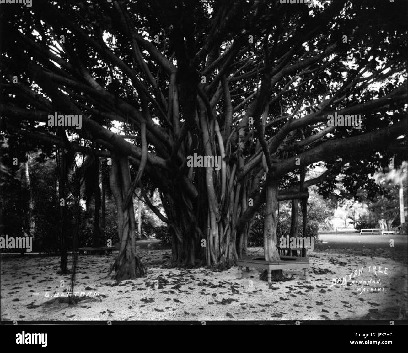 Banyan tree photograph Black and White Stock Photos & Images - Alamy