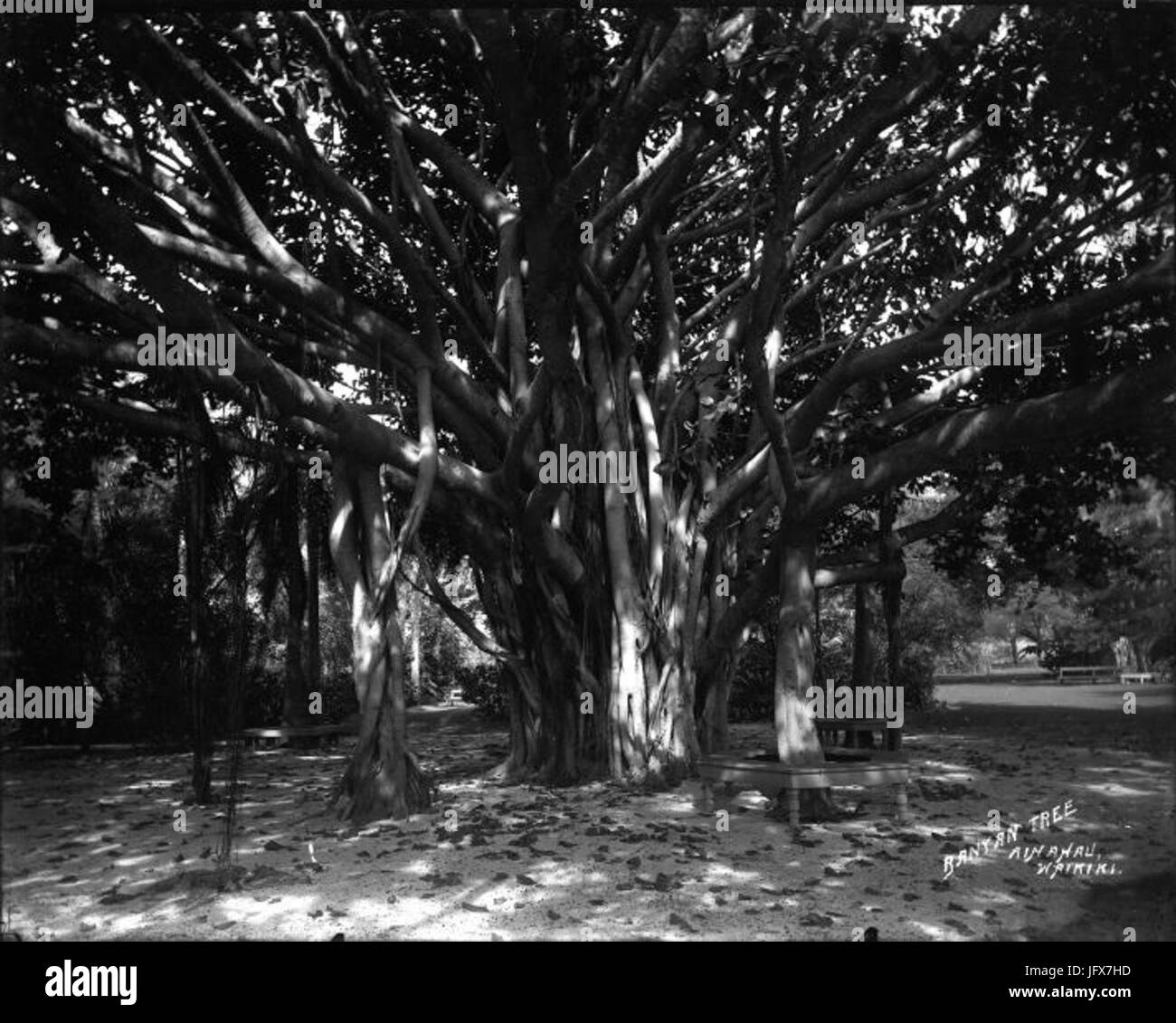 Exotic tree roots Black and White Stock Photos & Images - Alamy