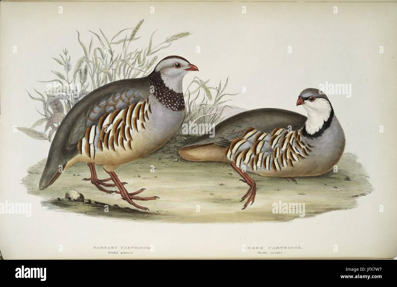 Partridge identification hi-res stock photography and images - Alamy