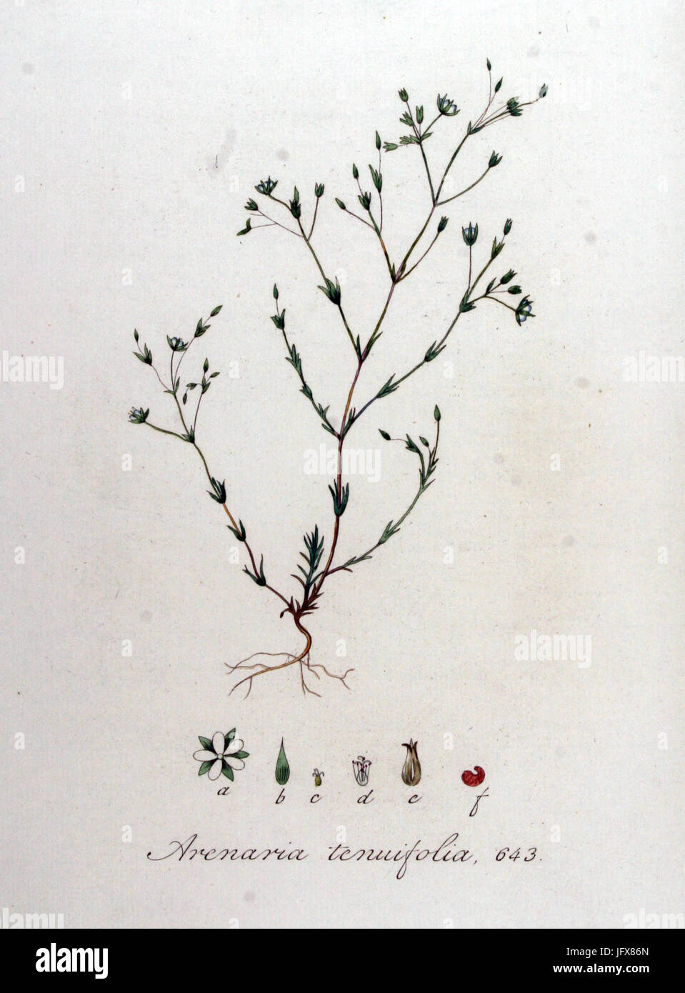 Arenaria tenuifolia Flora Batava Volume v9 Stock Photo - Alamy