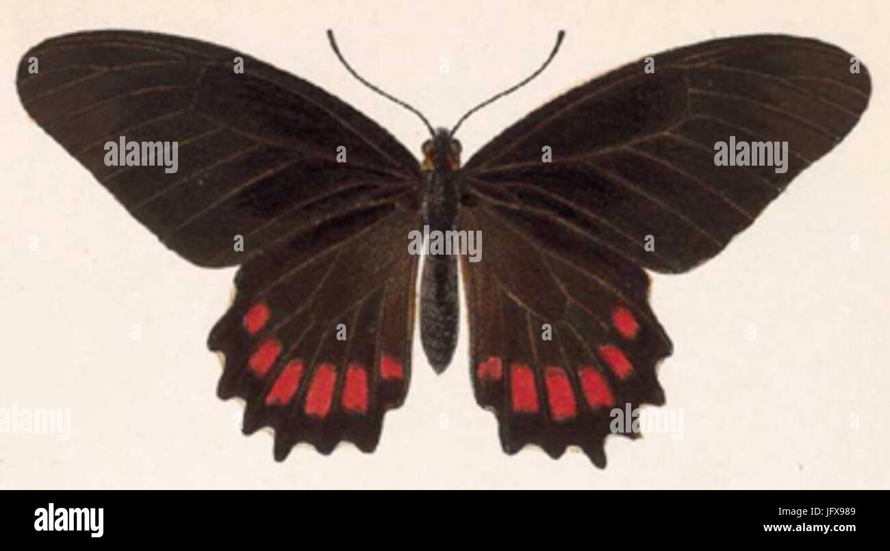 BCA - Mimoides ilus branchus Stock Photo - Alamy