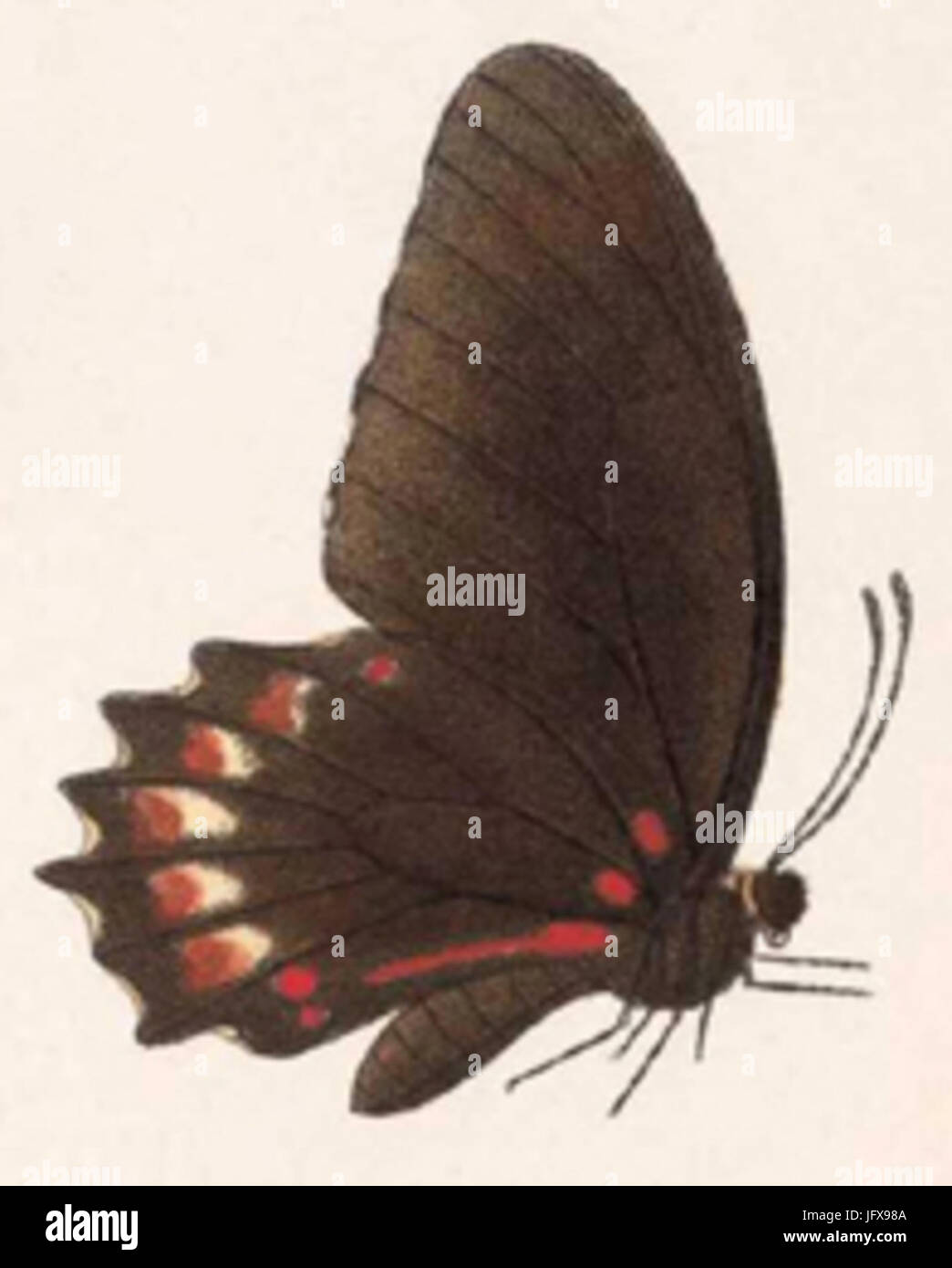 Mimoides ilus branchus2 is a subspecies of butterfly in the BCA ...