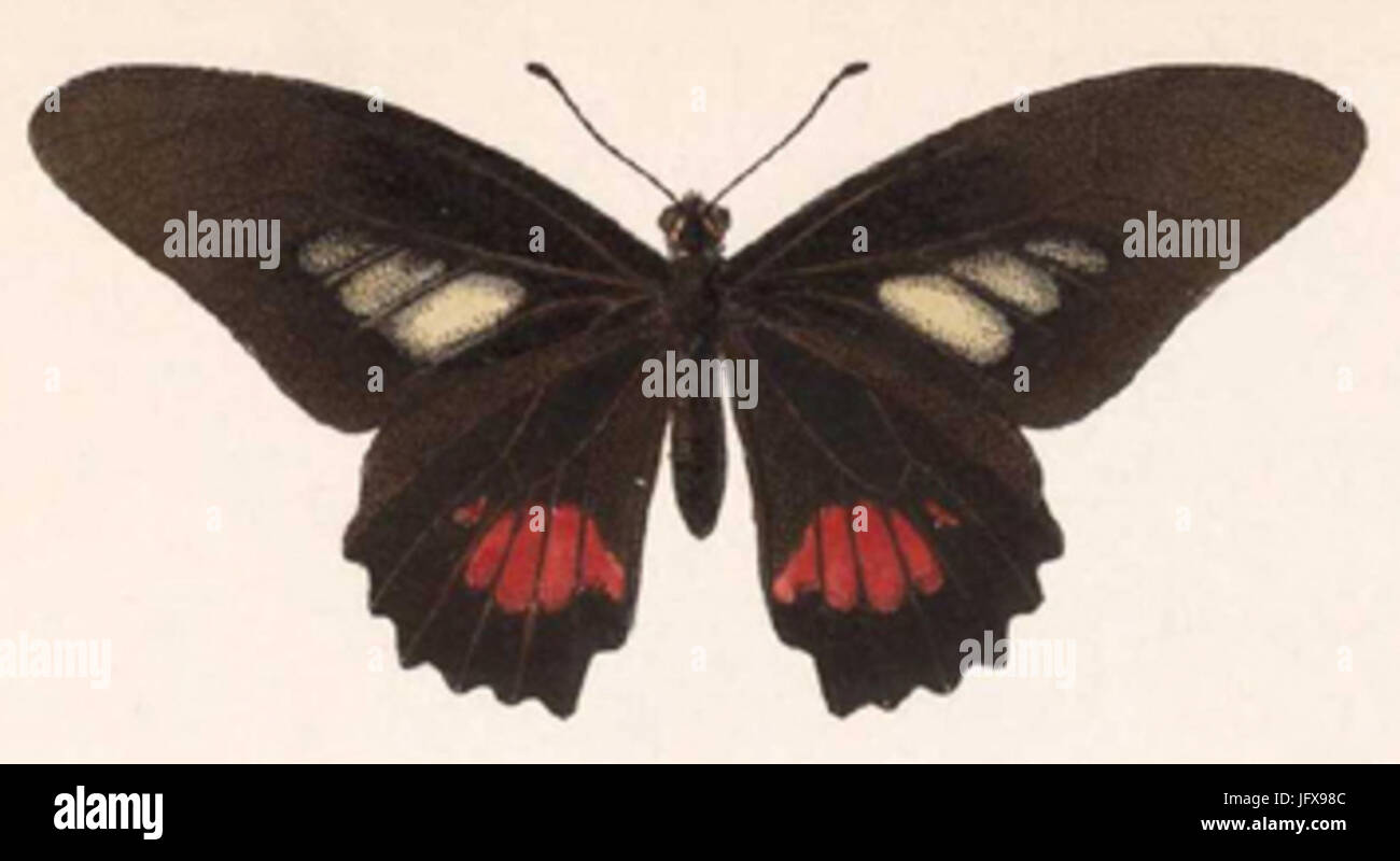 BCA - Mimoides ilus ilus Stock Photo - Alamy