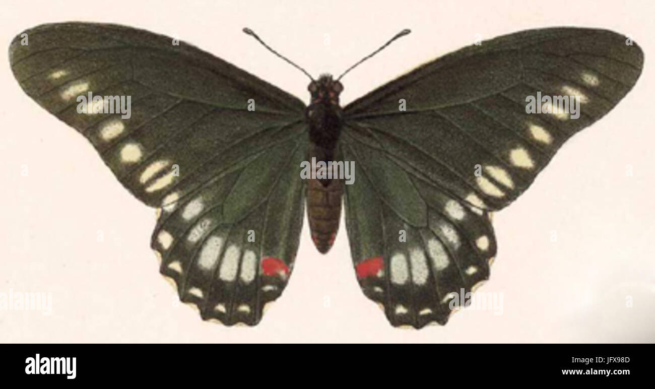 Mimoides phaon hi-res stock photography and images - Alamy