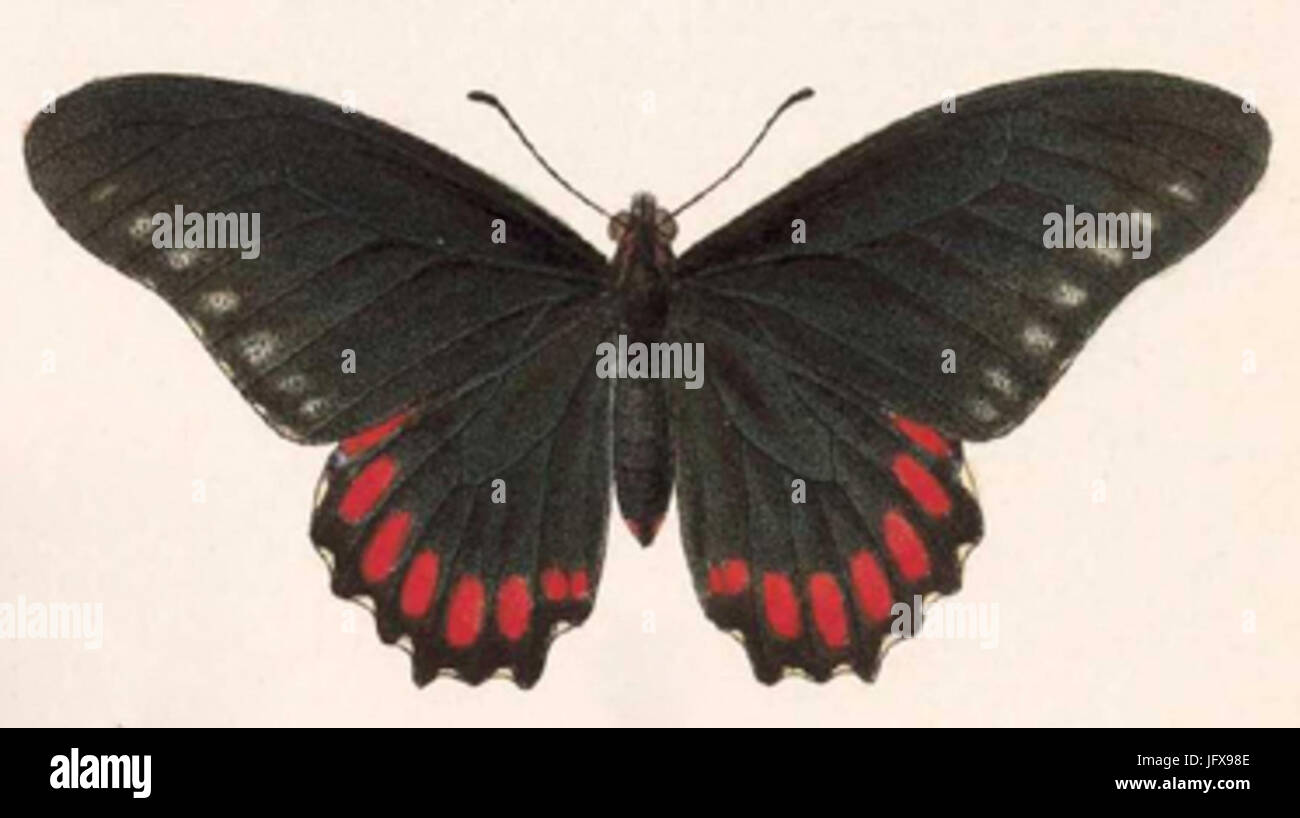 Mimoides phaon hi-res stock photography and images - Alamy