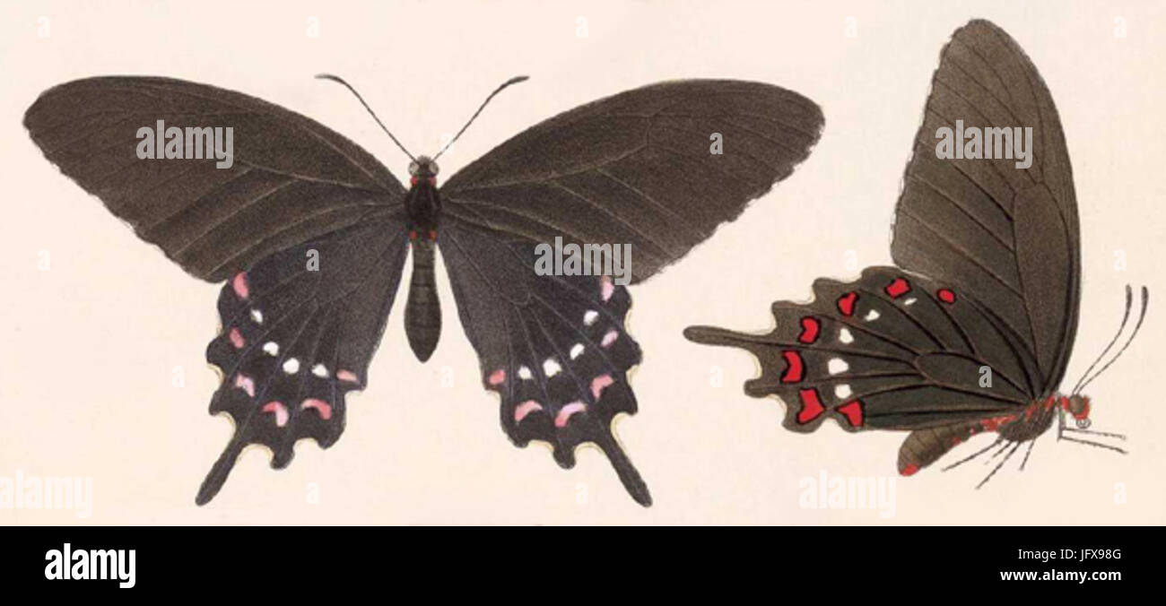 Alopius hi-res stock photography and images - Alamy