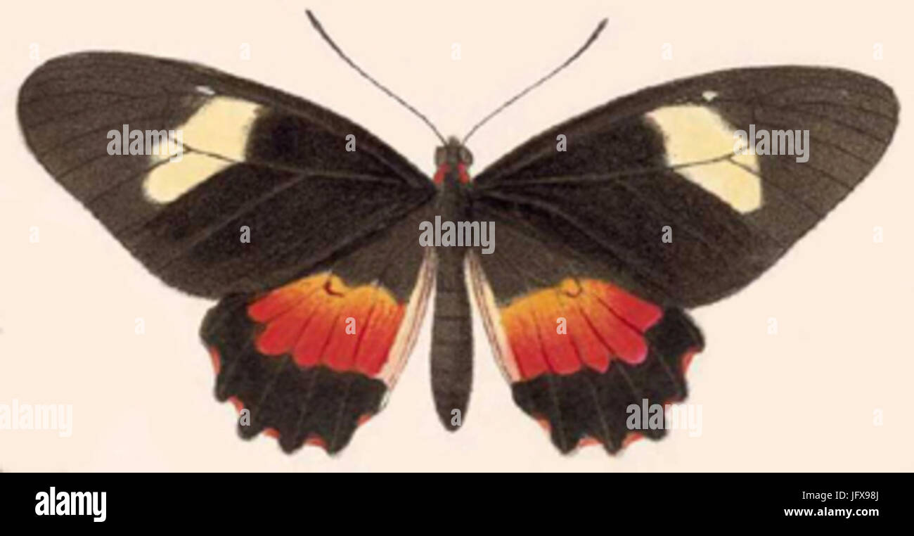 BCA - Parides eurimedes mycale2 Stock Photo - Alamy